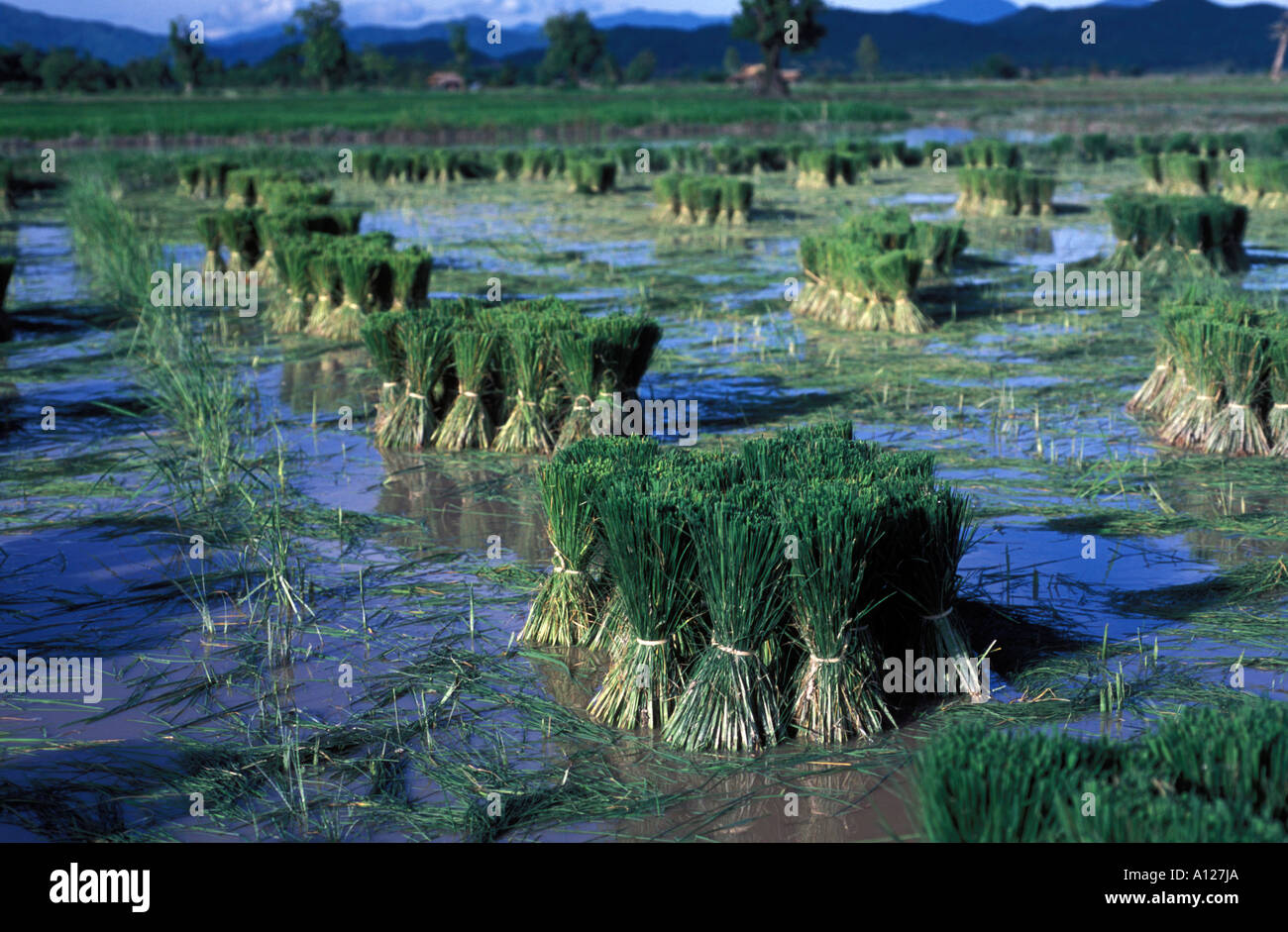 Thailand, Rice fields Stock Photo - Alamy