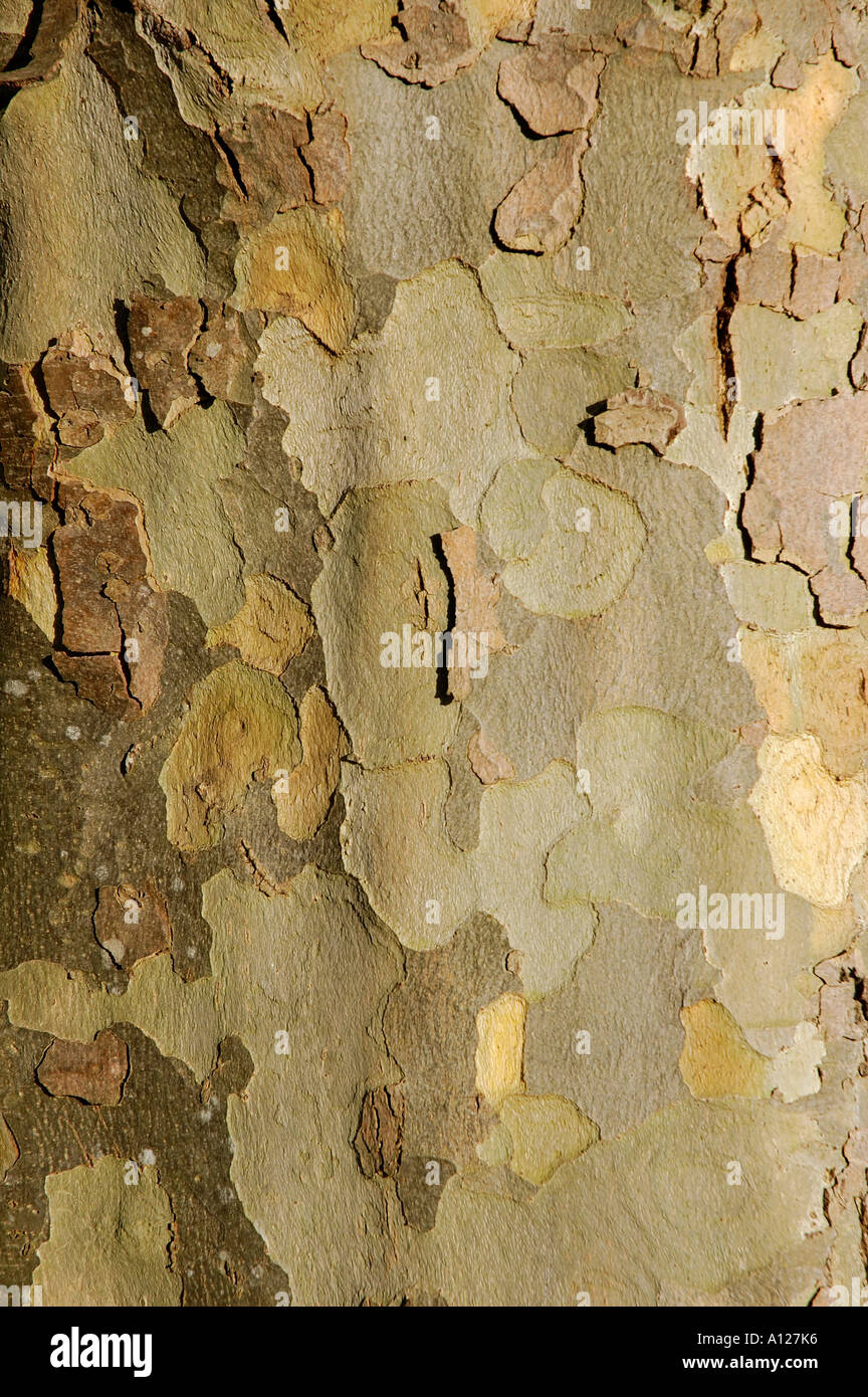 London Plane Tree Bark Platanus x hispanica Stock Photo - Alamy