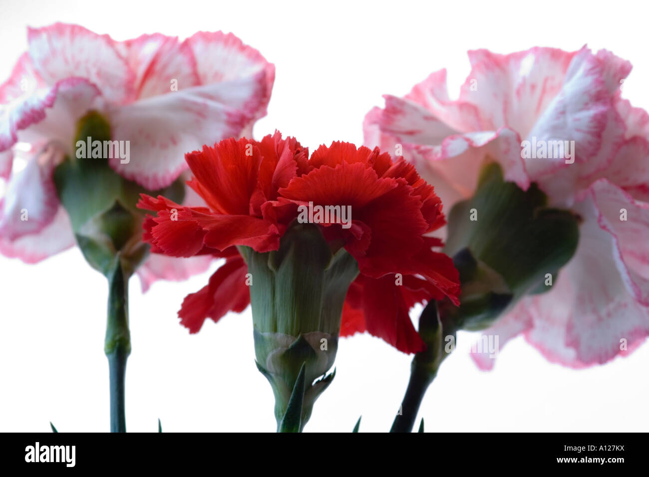 pink and red flowers of carnations Stock Photo - Alamy