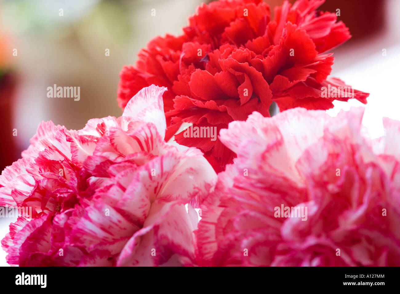 pink and red flowers of carnations Stock Photo - Alamy