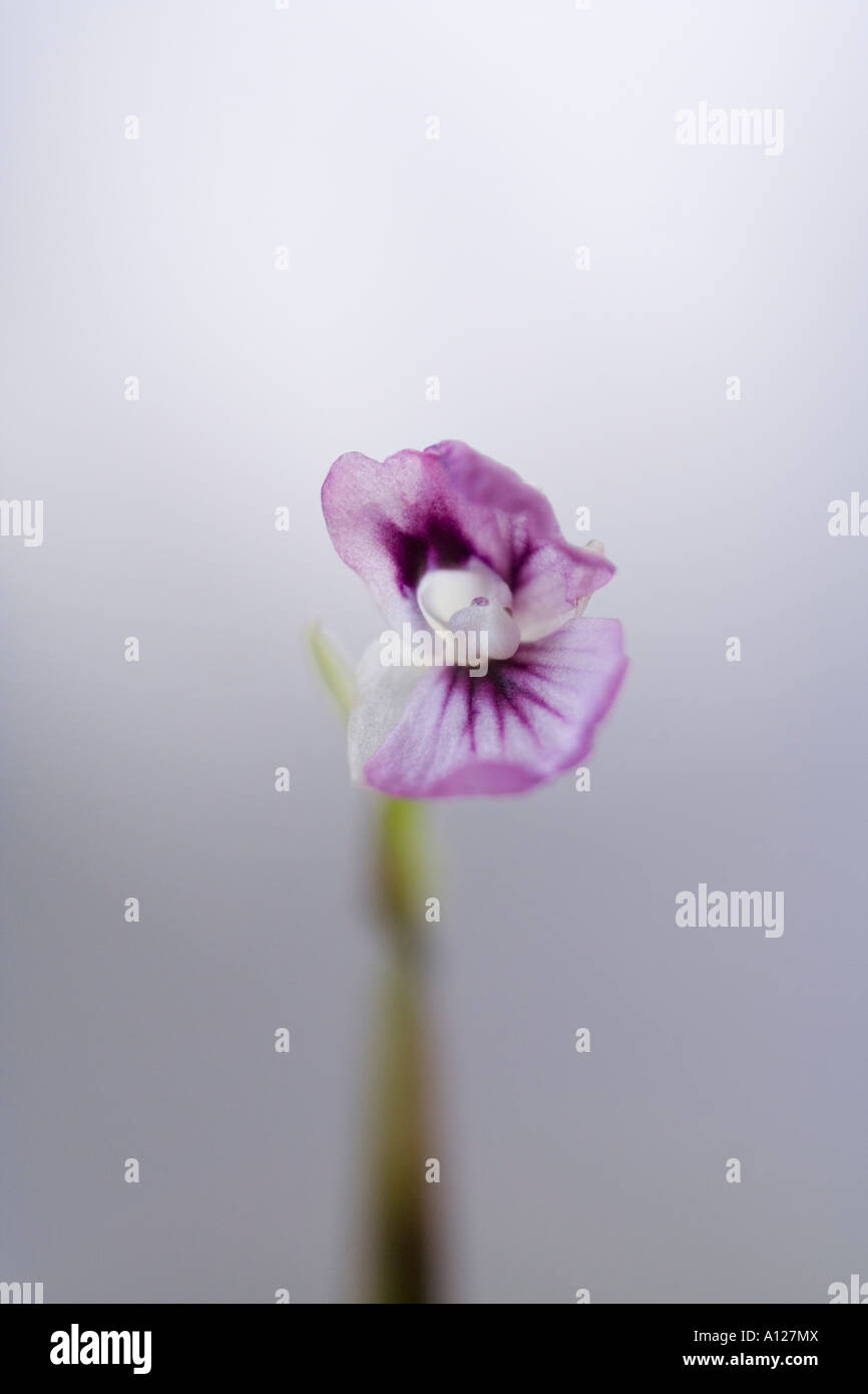 little violet flower of maranta Stock Photo - Alamy
