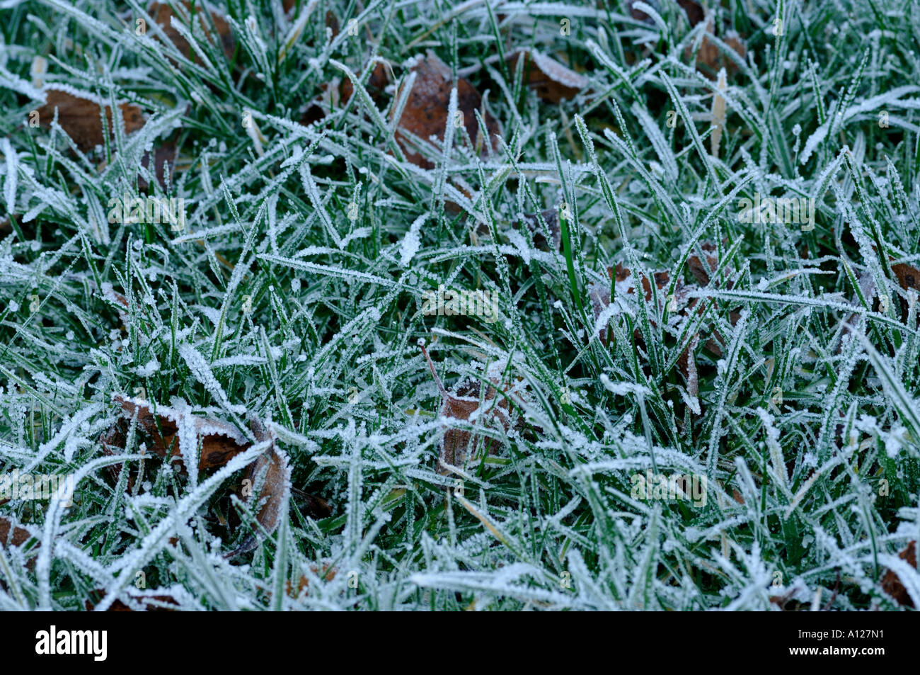 Frost on the turf hi-res stock photography and images - Alamy
