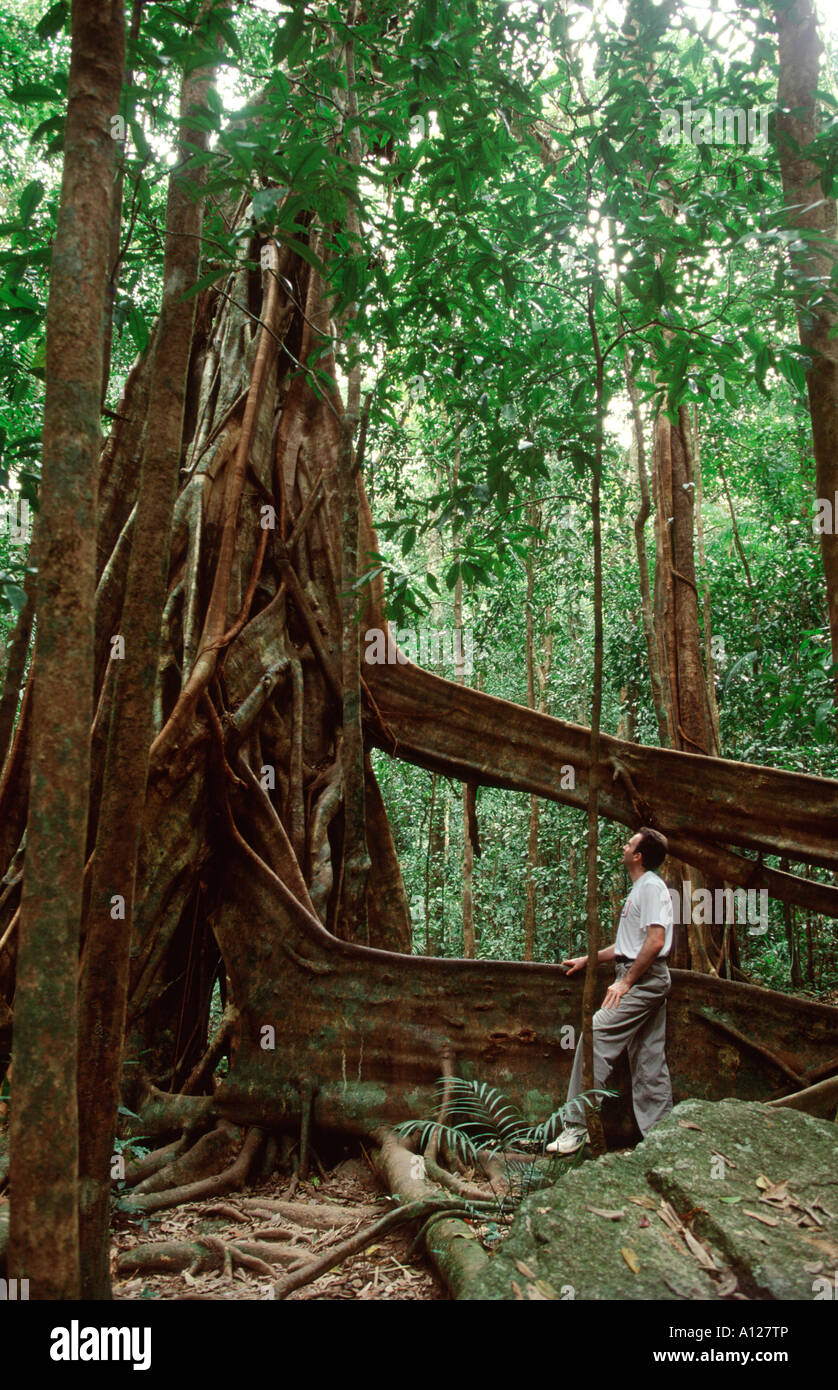 Looking up at a giant strangling fig tree in the Mossman Gorge section ...
