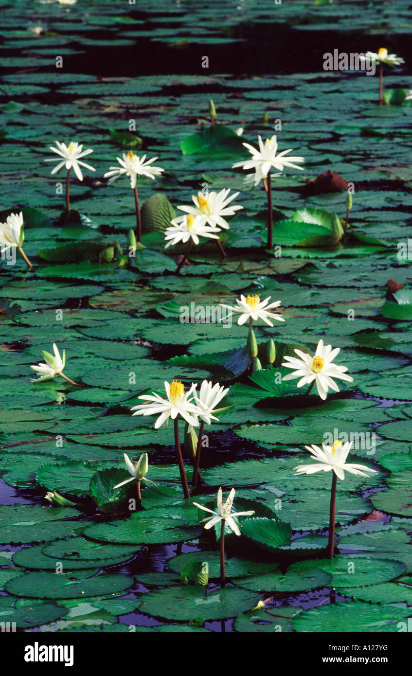 Australian waterlilies hi-res stock photography and images - Alamy