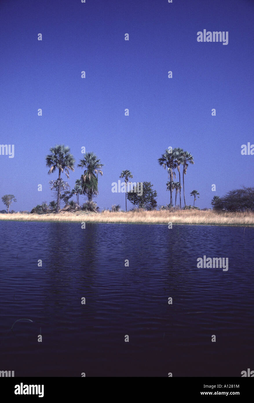 Delta Palm trees on an island in the Okavango Delta, Botswana, southern ...