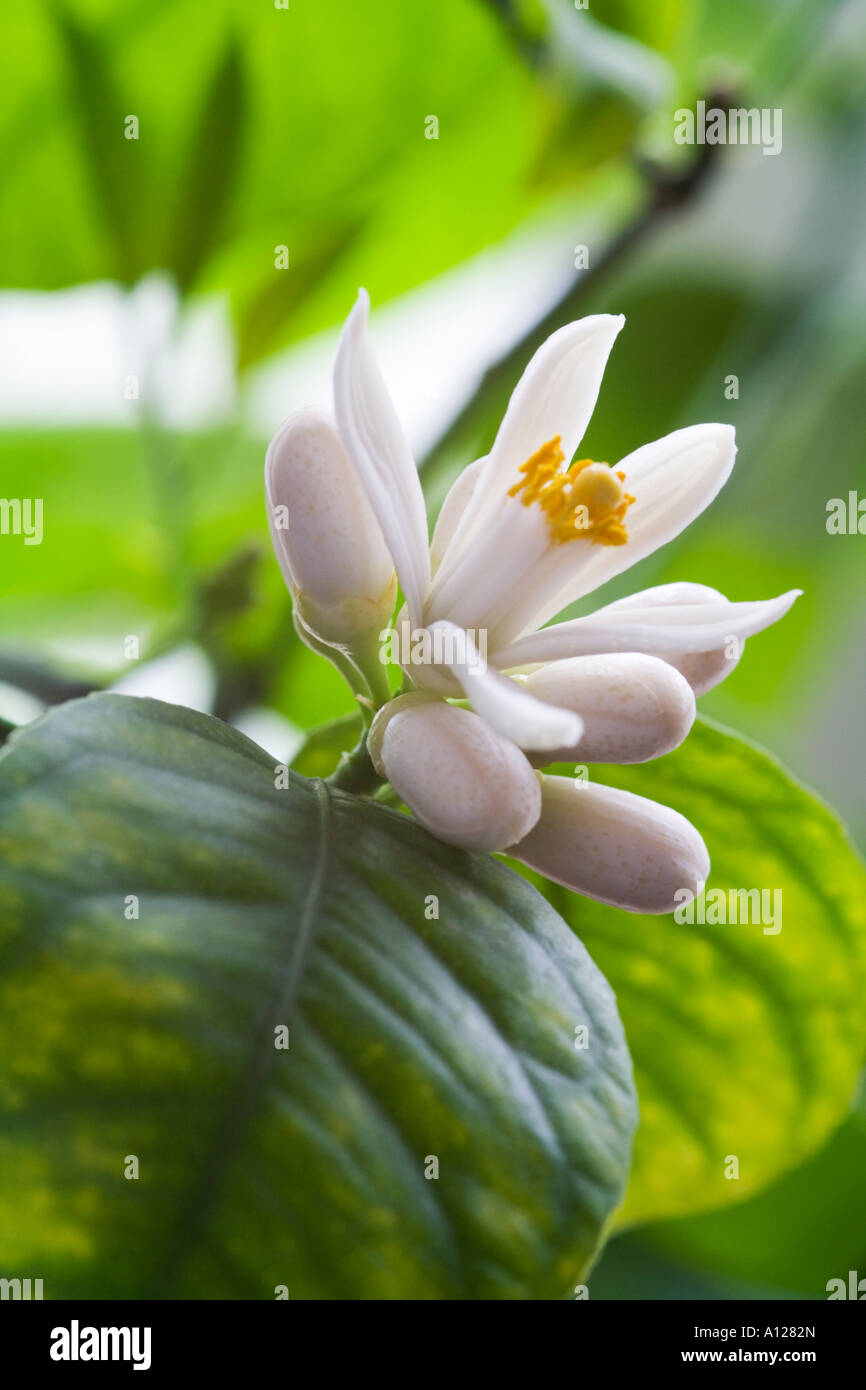 a white flower and buds of a lemon Stock Photo - Alamy