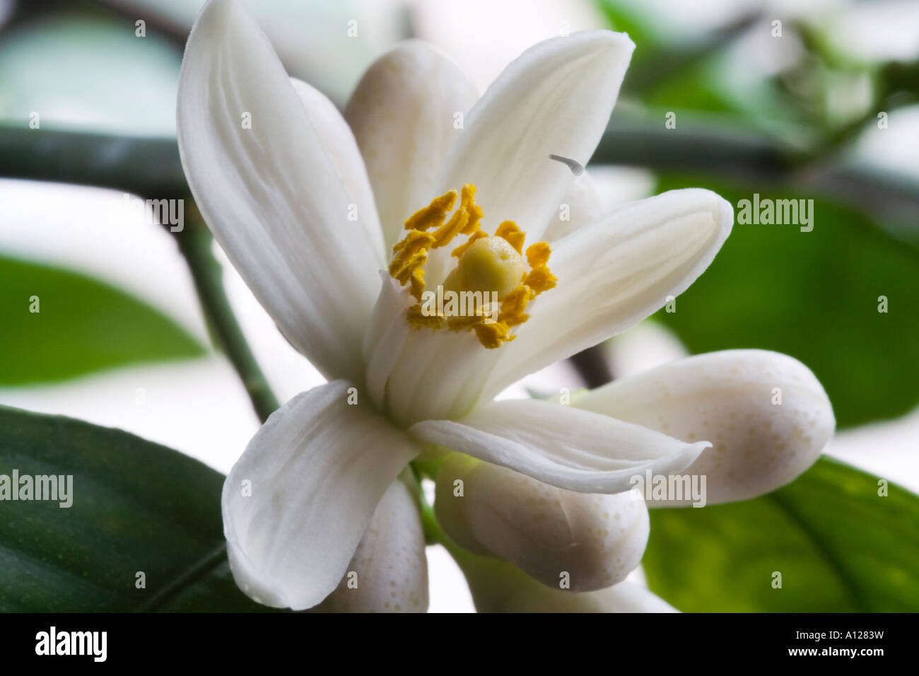 white flower and buds of lemon tree Stock Photo - Alamy