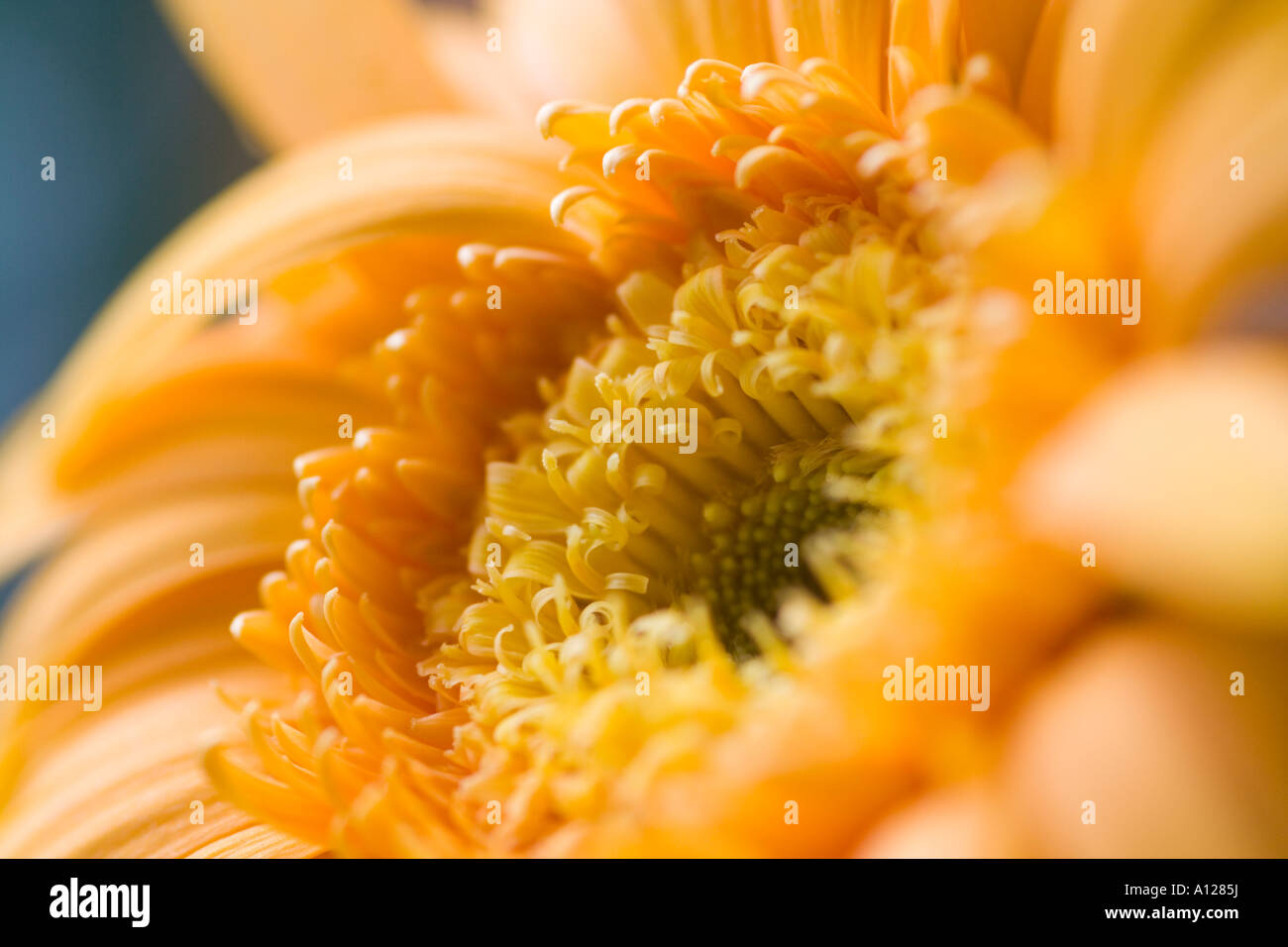 big yellow flower of herbera Stock Photo - Alamy