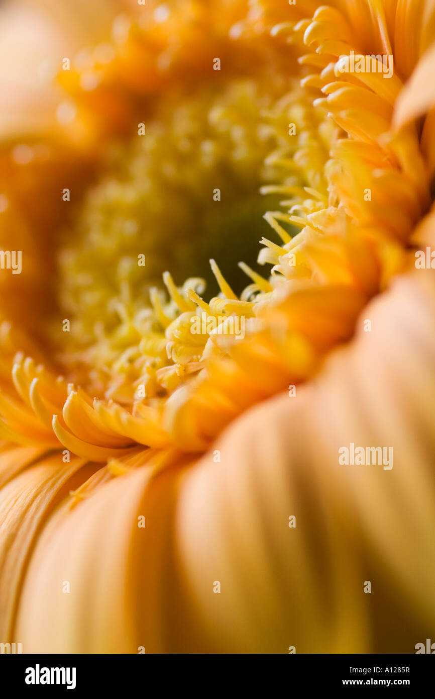 big yellow flower of herbera Stock Photo - Alamy