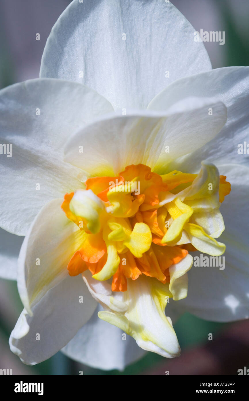 white flower of narcissus with big orange and yellow center Stock Photo ...