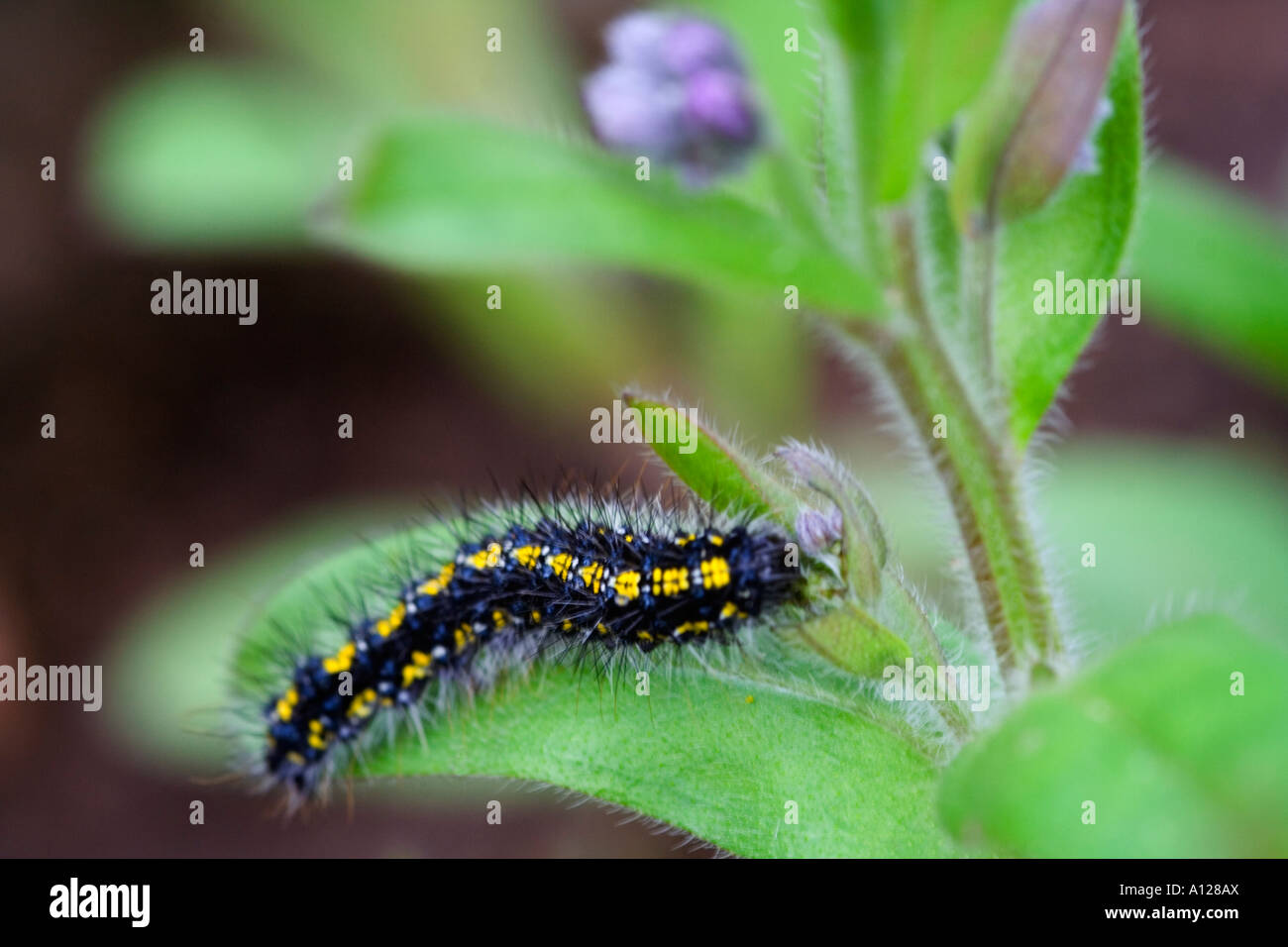 tortoise-shell caterpillar (aglais urticae) eating forget-me-not leaf ...