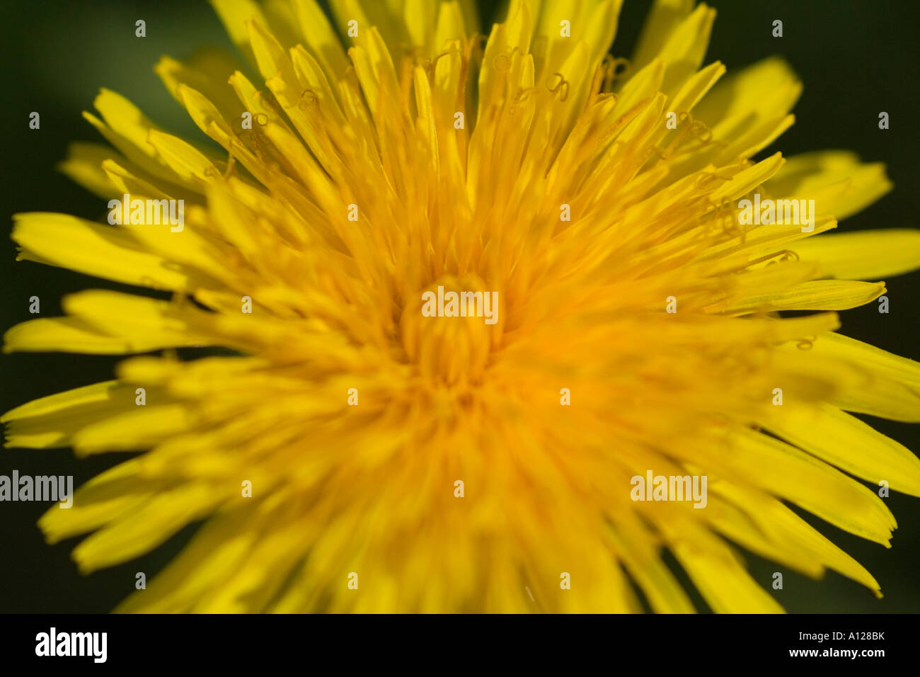 yellow dandelion flower Stock Photo - Alamy