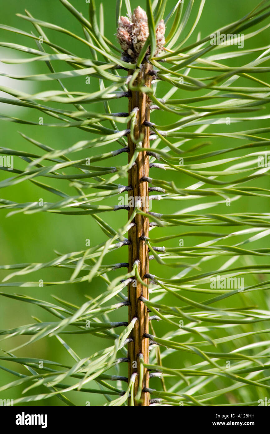 a young pine-tree with new needles Stock Photo - Alamy