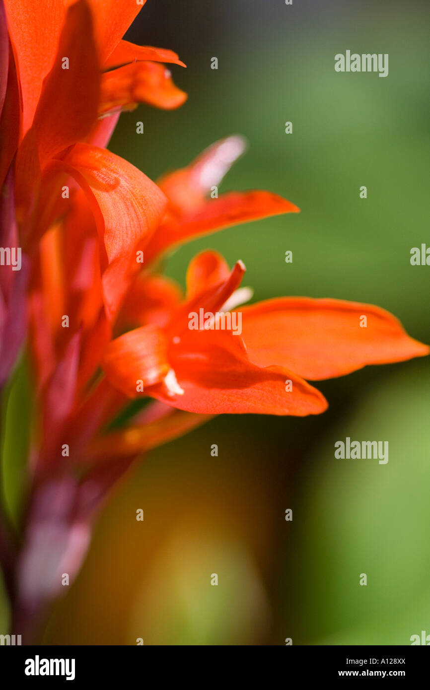 flowers of red canna indica Stock Photo - Alamy