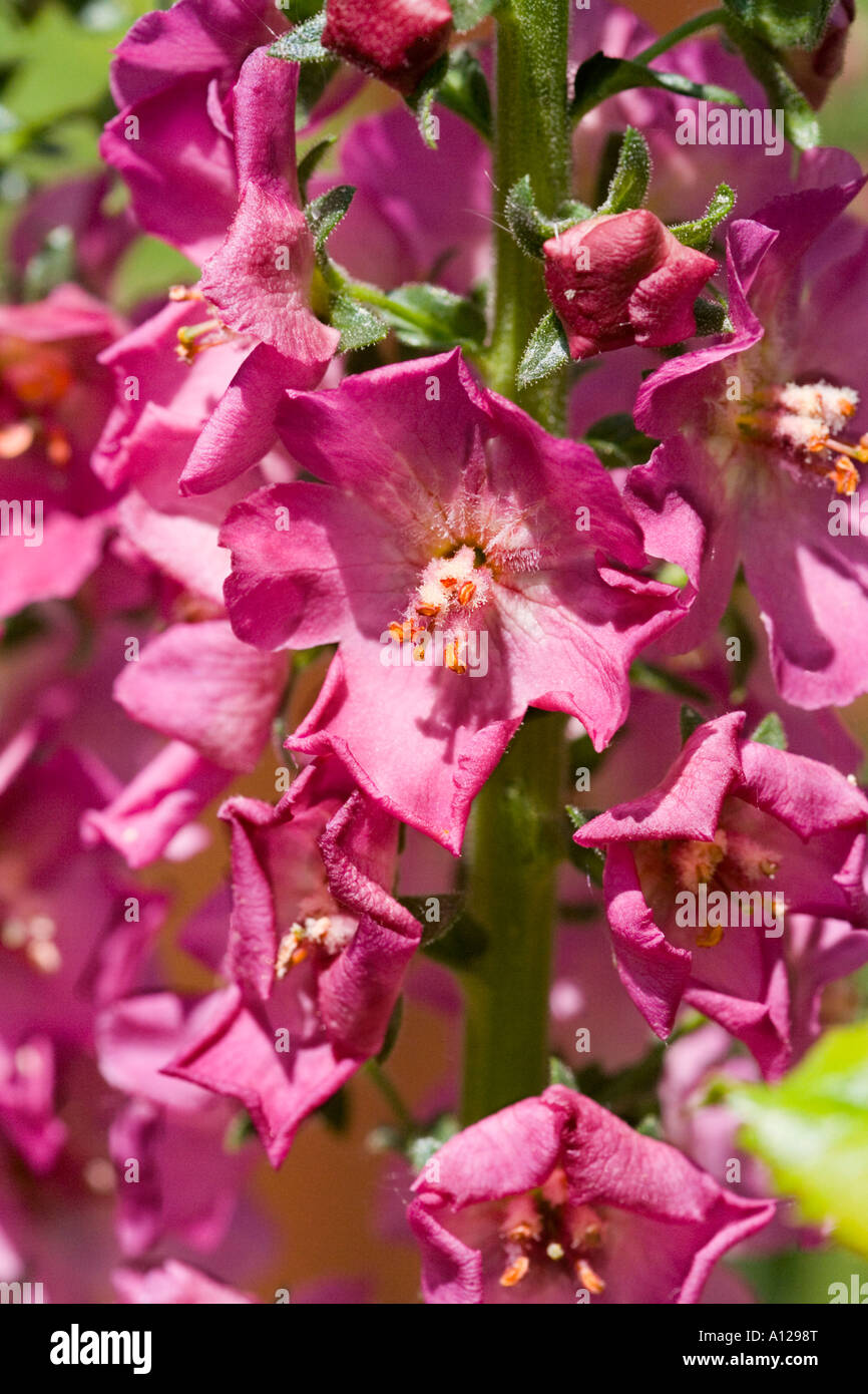 flowers of pink verbascum Stock Photo - Alamy