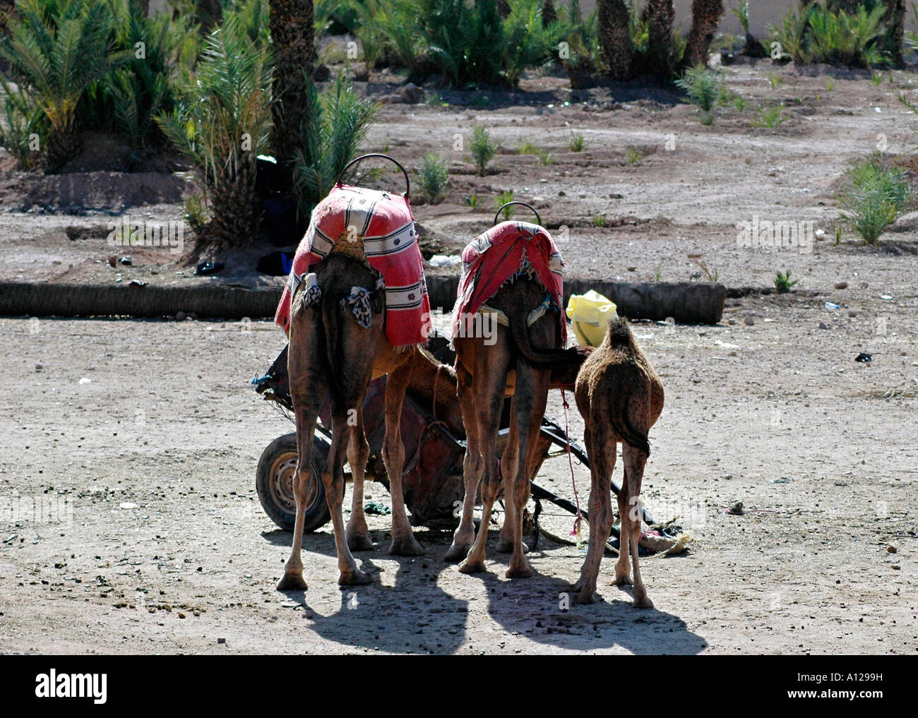 Three camels back view Stock Photo - Alamy
