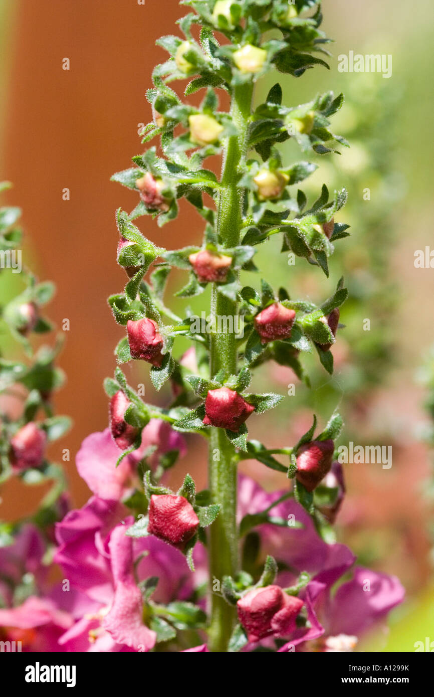 flowers of pink verbascum Stock Photo - Alamy