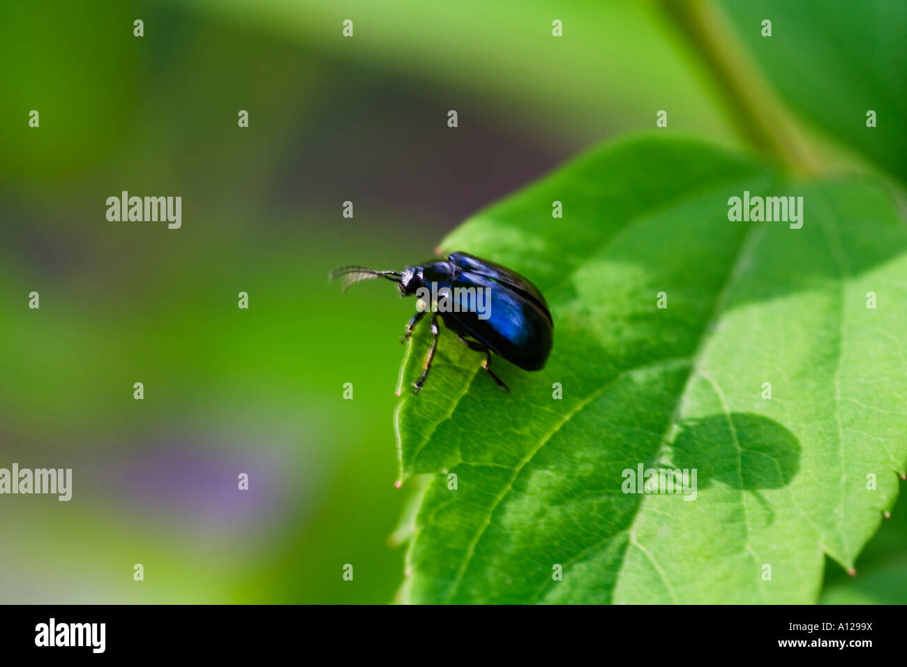 small blue beetle on a leaf Stock Photo - Alamy