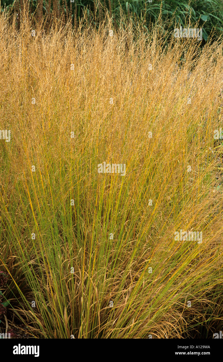 Tufty grass hi-res stock photography and images - Alamy