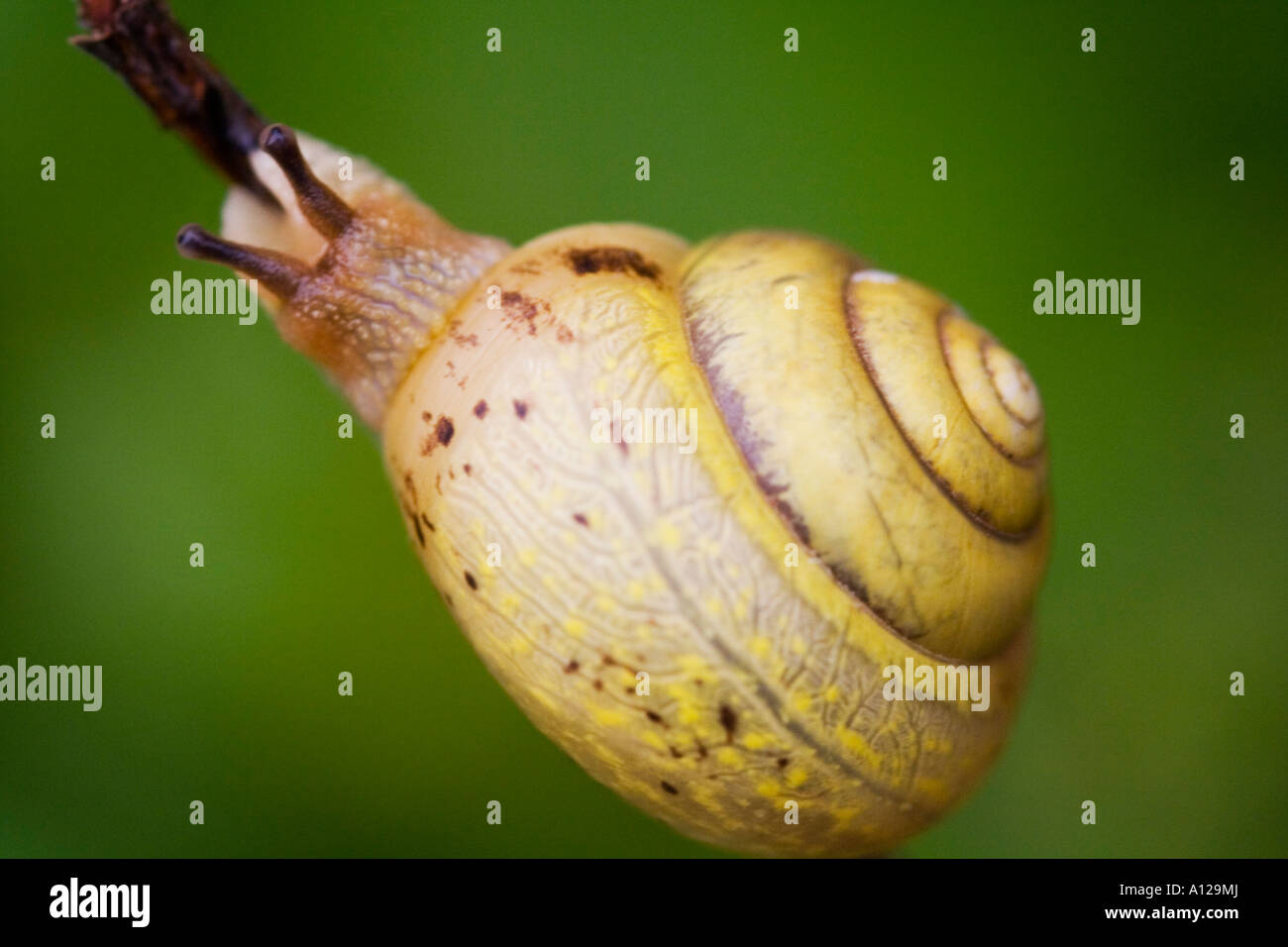an yellow snail on a stick Stock Photo - Alamy