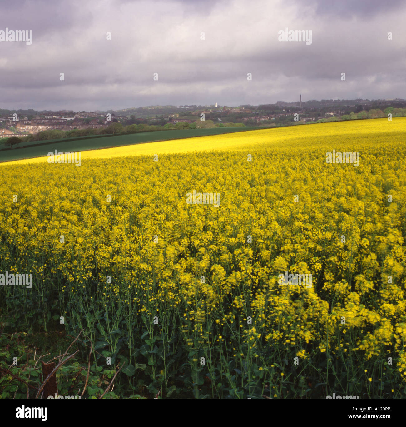 Oilseed rape crop Devon UK Stock Photo - Alamy
