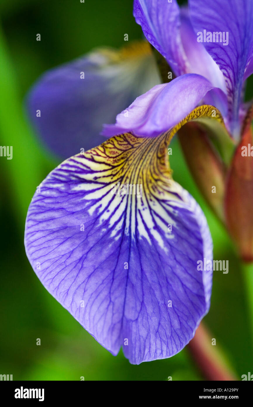 a flower of a violet iris Stock Photo - Alamy