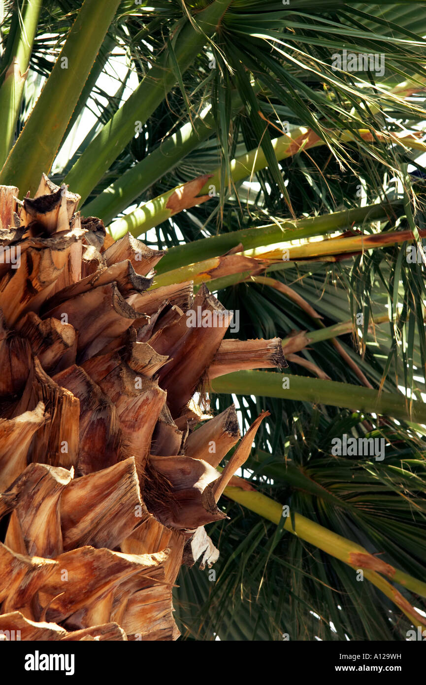 Bark of palm tree Stock Photo - Alamy