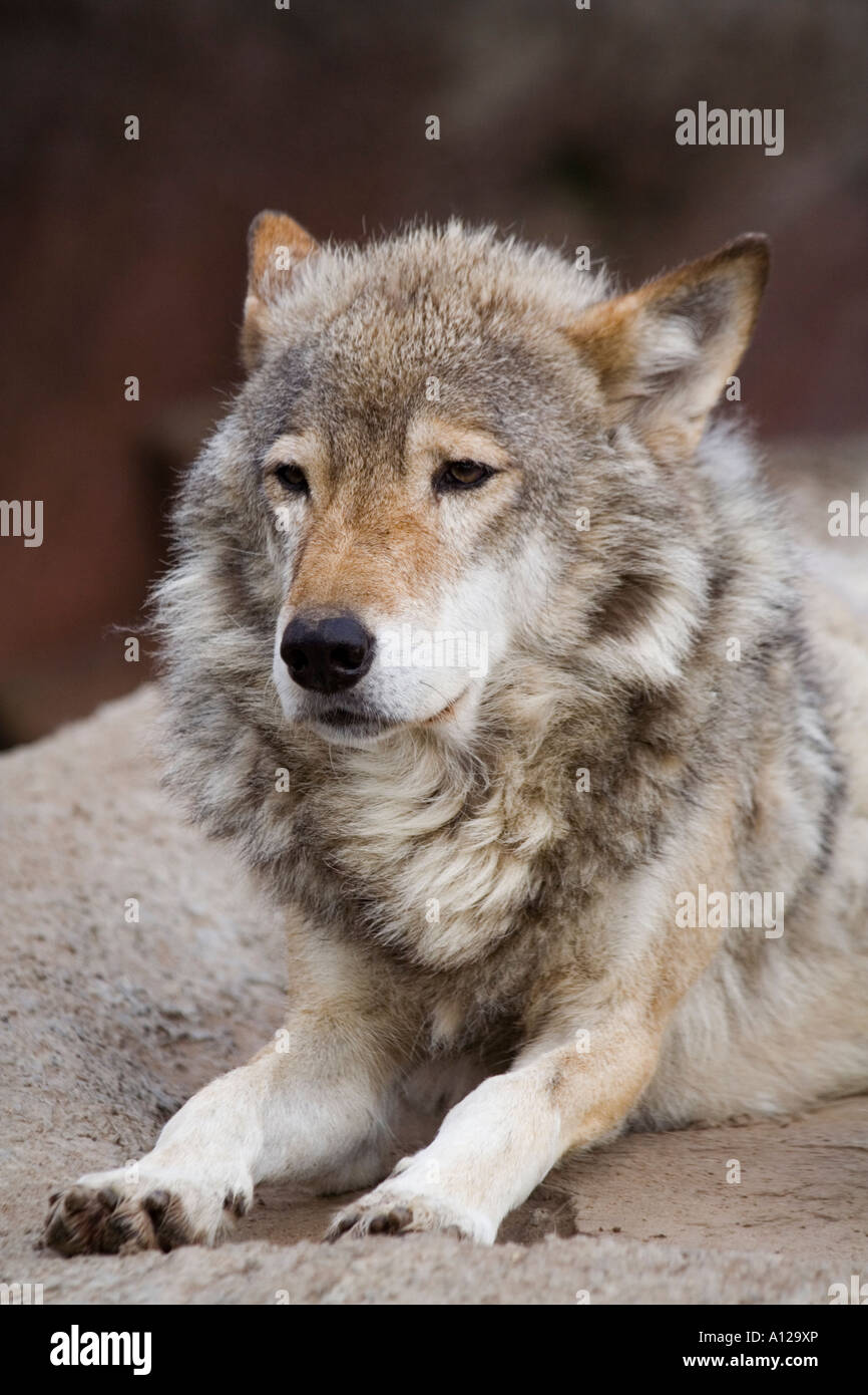 a wolf lying on a rock Stock Photo - Alamy