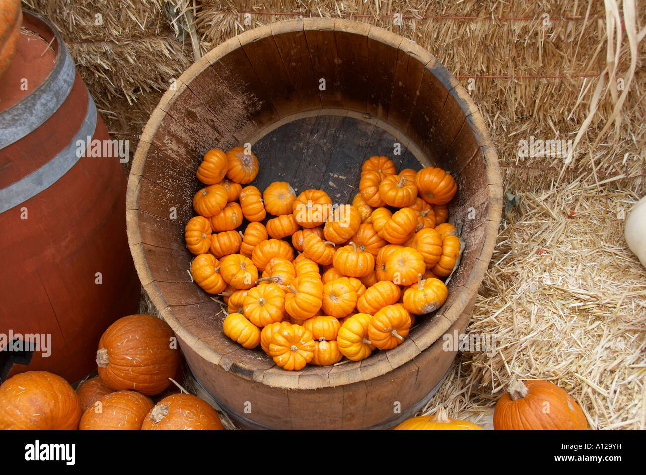 Various colored pumpkins fruit hi-res stock photography and images - Alamy