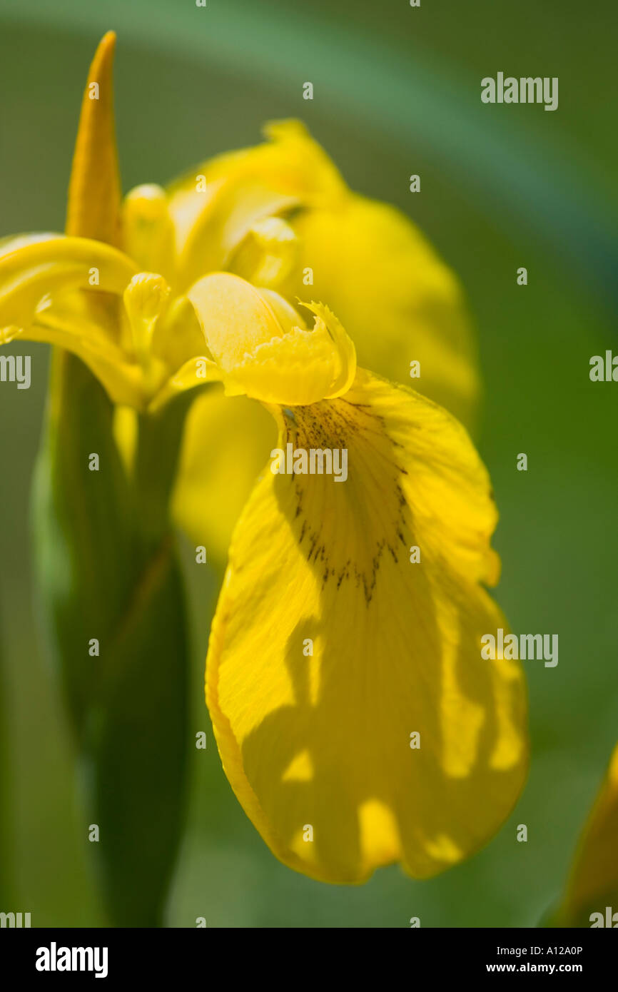 Vertical shot yellow iris hi-res stock photography and images - Alamy