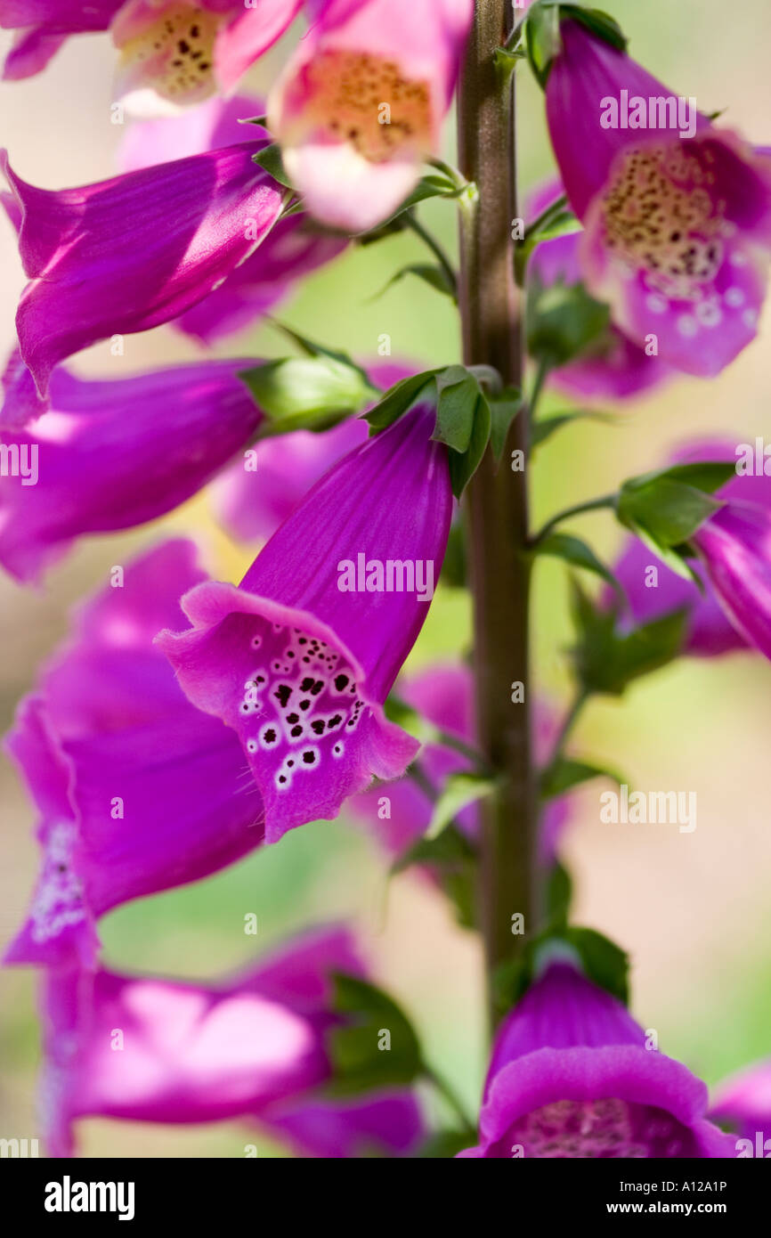 large flowers of pink digitalis Stock Photo - Alamy