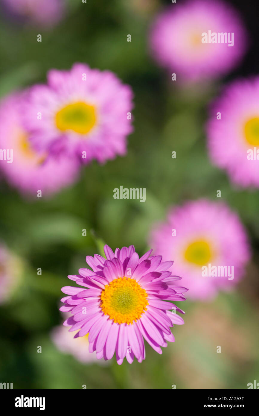 flowers of pink erigerons Stock Photo - Alamy
