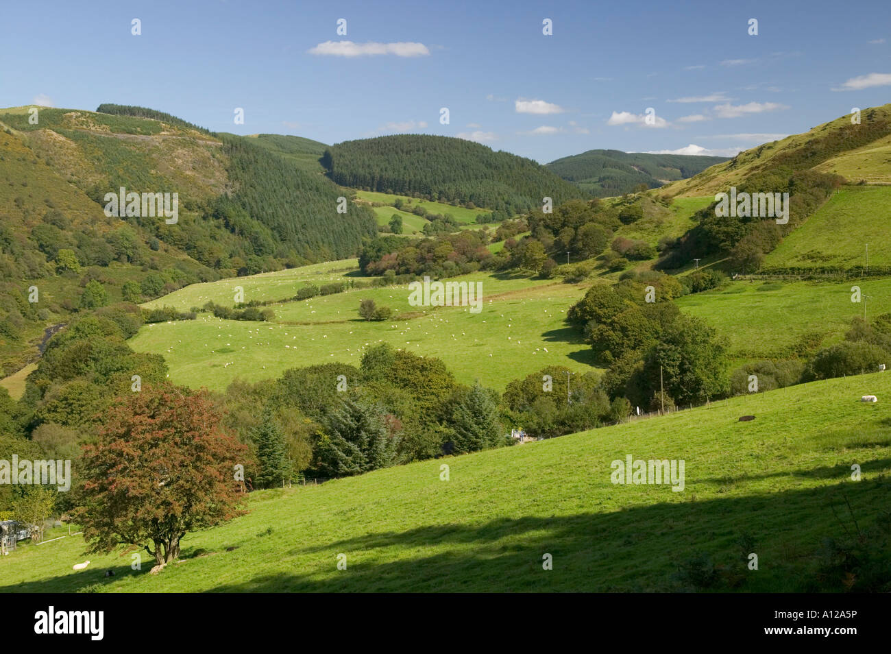 Welsh countryside tree hi-res stock photography and images - Alamy