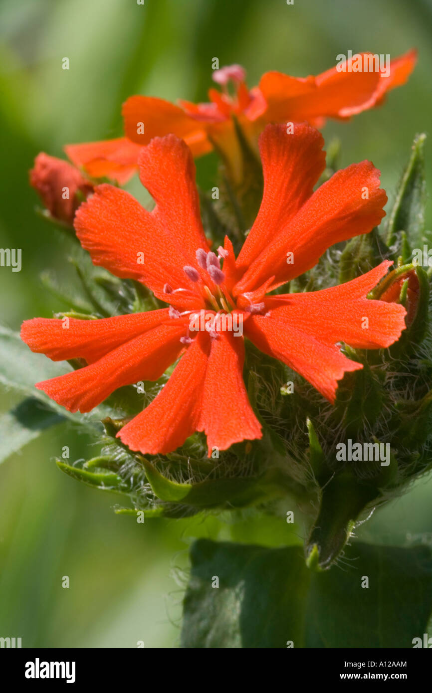 flowers of red lychnises Stock Photo - Alamy