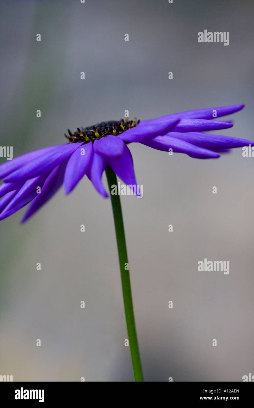 blue flower of brachycome Stock Photo - Alamy