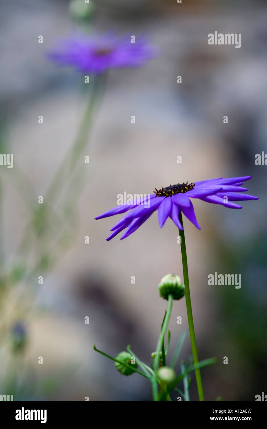 blue flowers of brachycome Stock Photo - Alamy