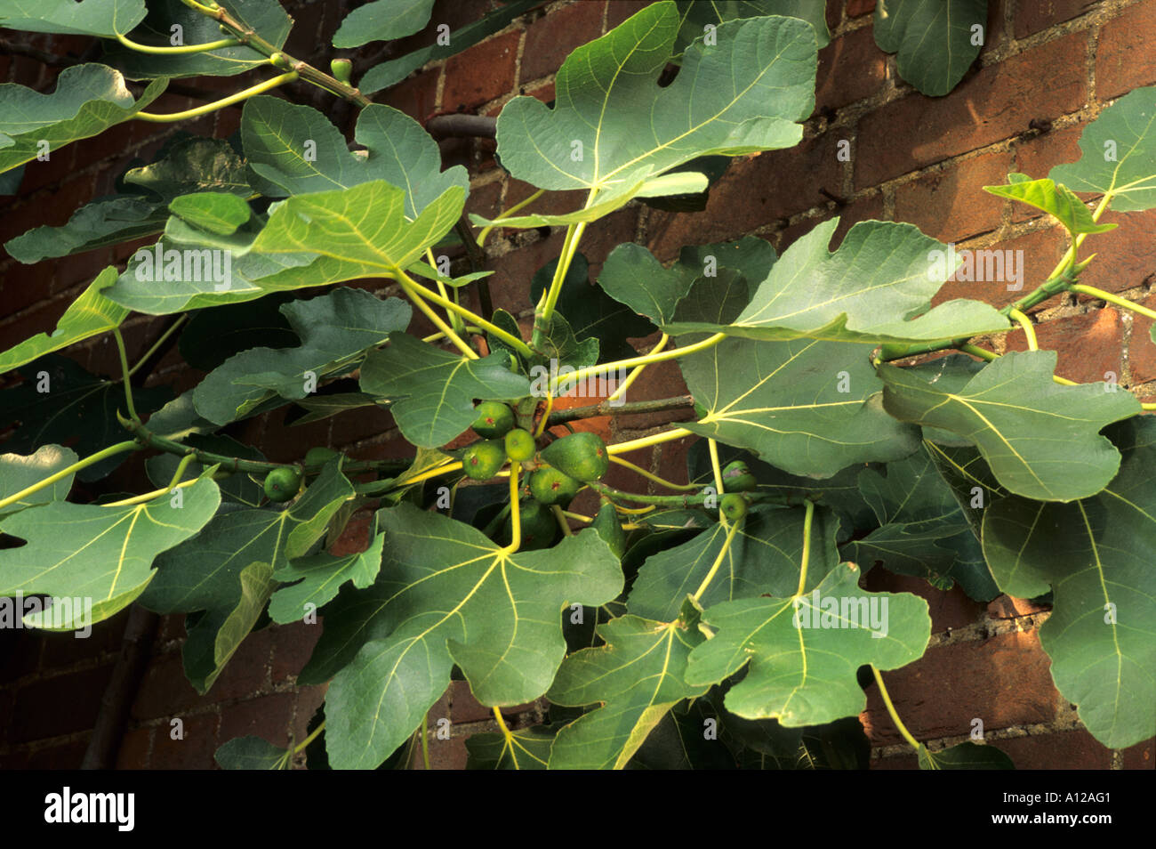 Turkey fig hi-res stock photography and images - Alamy