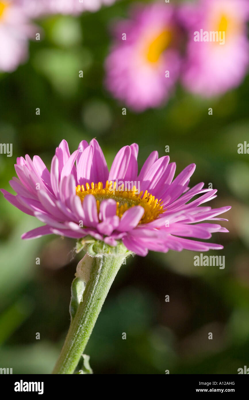 flowers of pink erigerons Stock Photo - Alamy