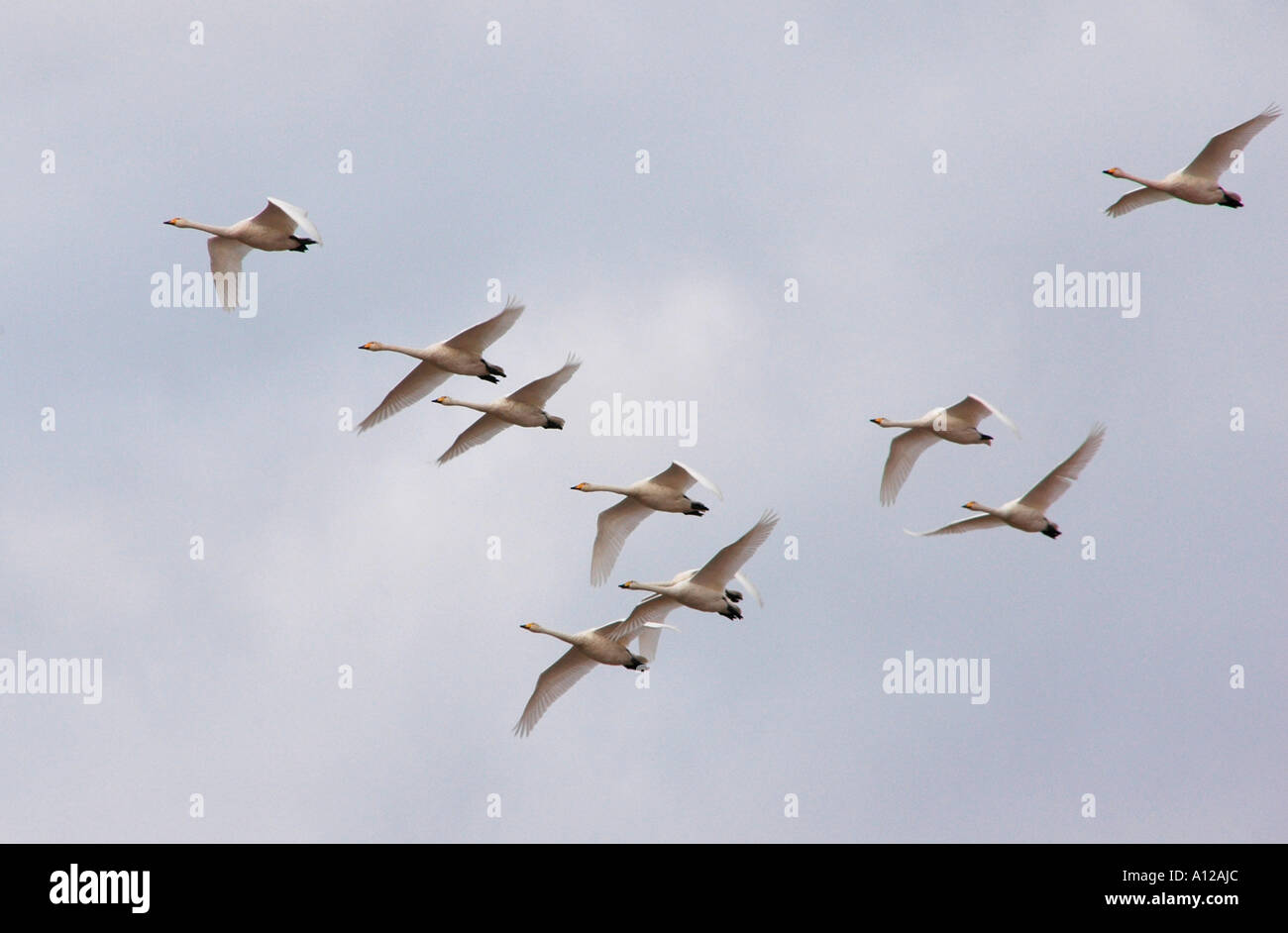 Bird wildfowl swan flight migration hi-res stock photography and images ...