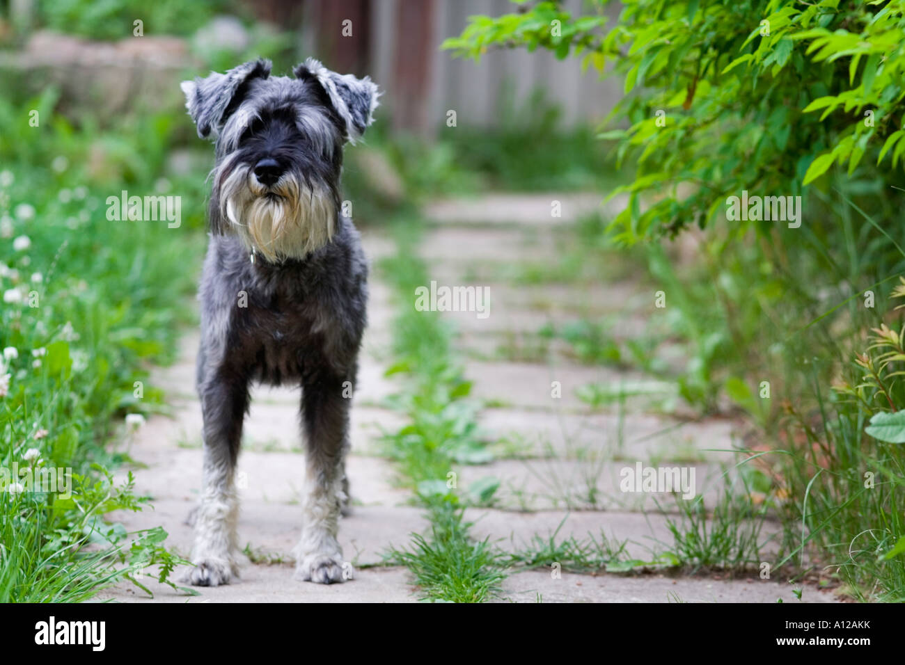 a black dog standing on a path Stock Photo - Alamy