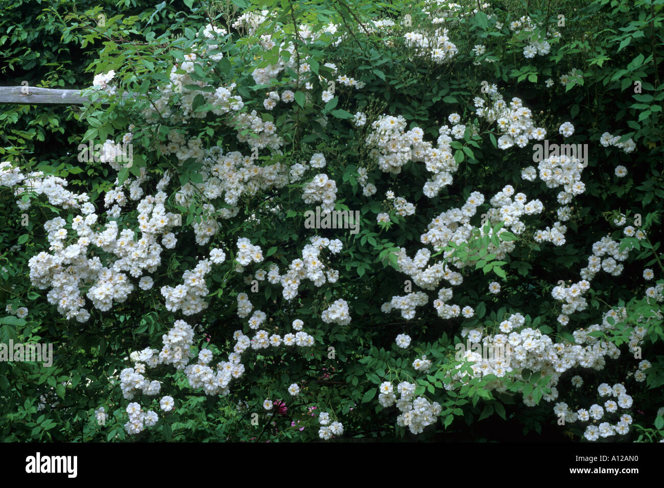 Rosa ‘paul’s himalayan musk’ hi-res stock photography and images - Alamy