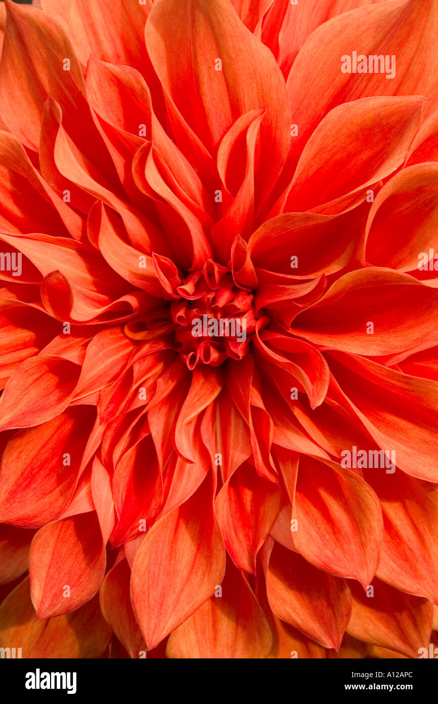 Prize winning flowers hi-res stock photography and images - Alamy