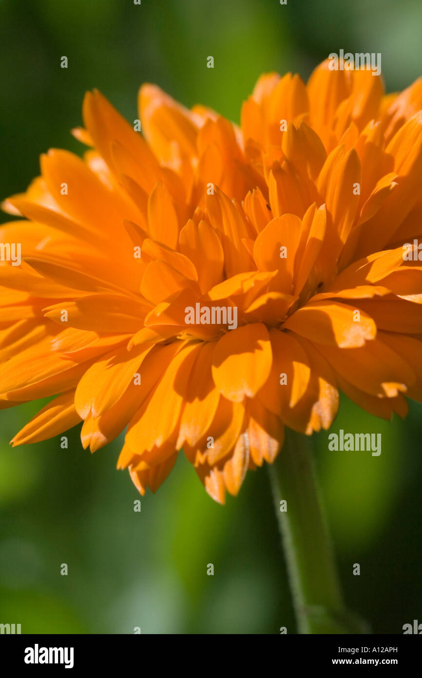 a flower of a double orange calendula Stock Photo - Alamy