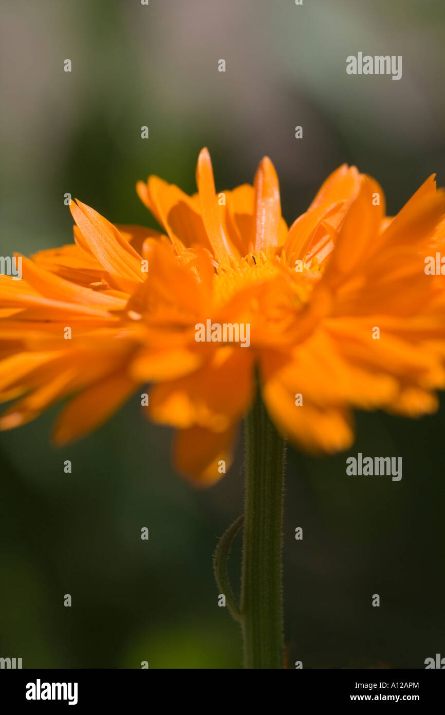 a flower of a double orange calendula Stock Photo - Alamy
