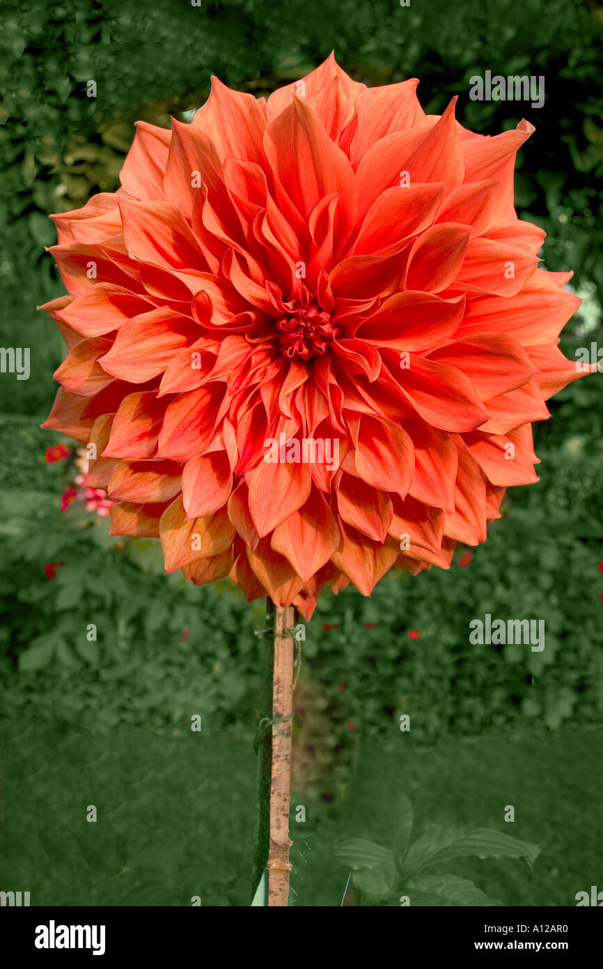 Prize winning flowers hi-res stock photography and images - Alamy