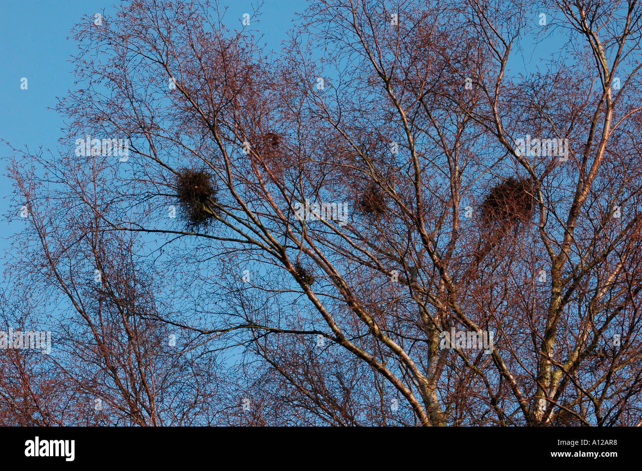 The witches in hi-res stock photography and images - Alamy