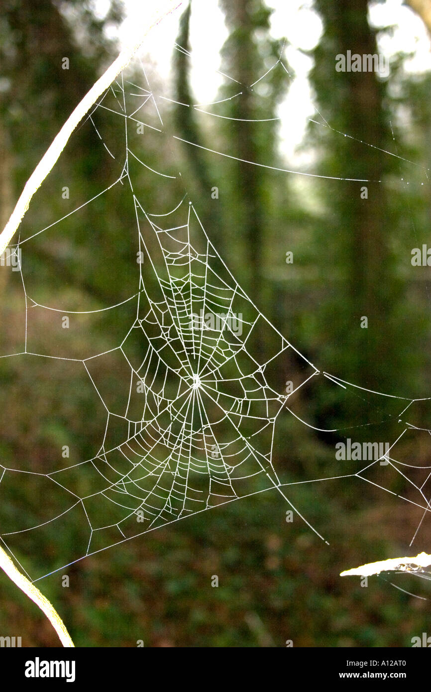 Spider web with spiders hi-res stock photography and images - Alamy