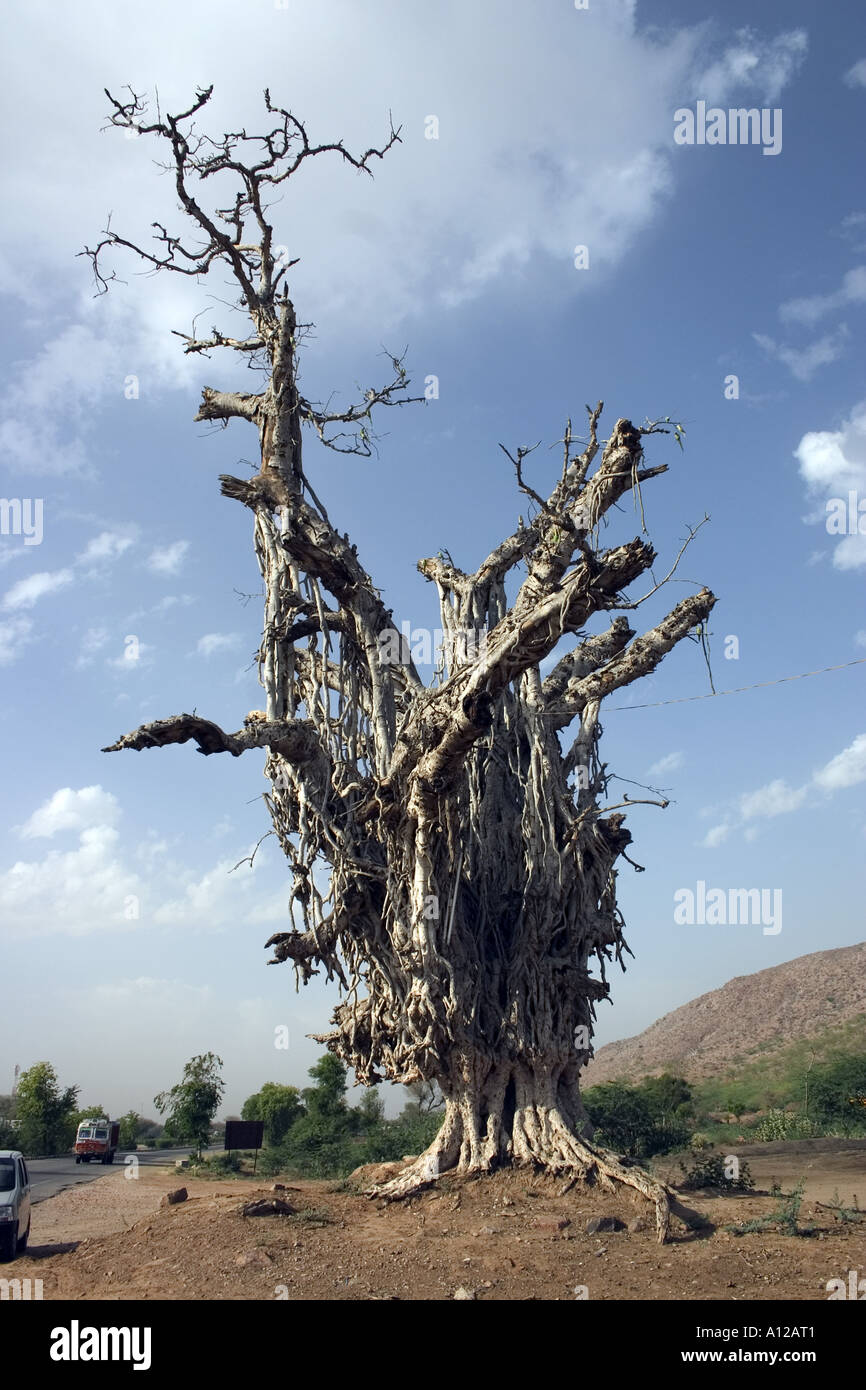 Large old banyan trees hi-res stock photography and images - Alamy