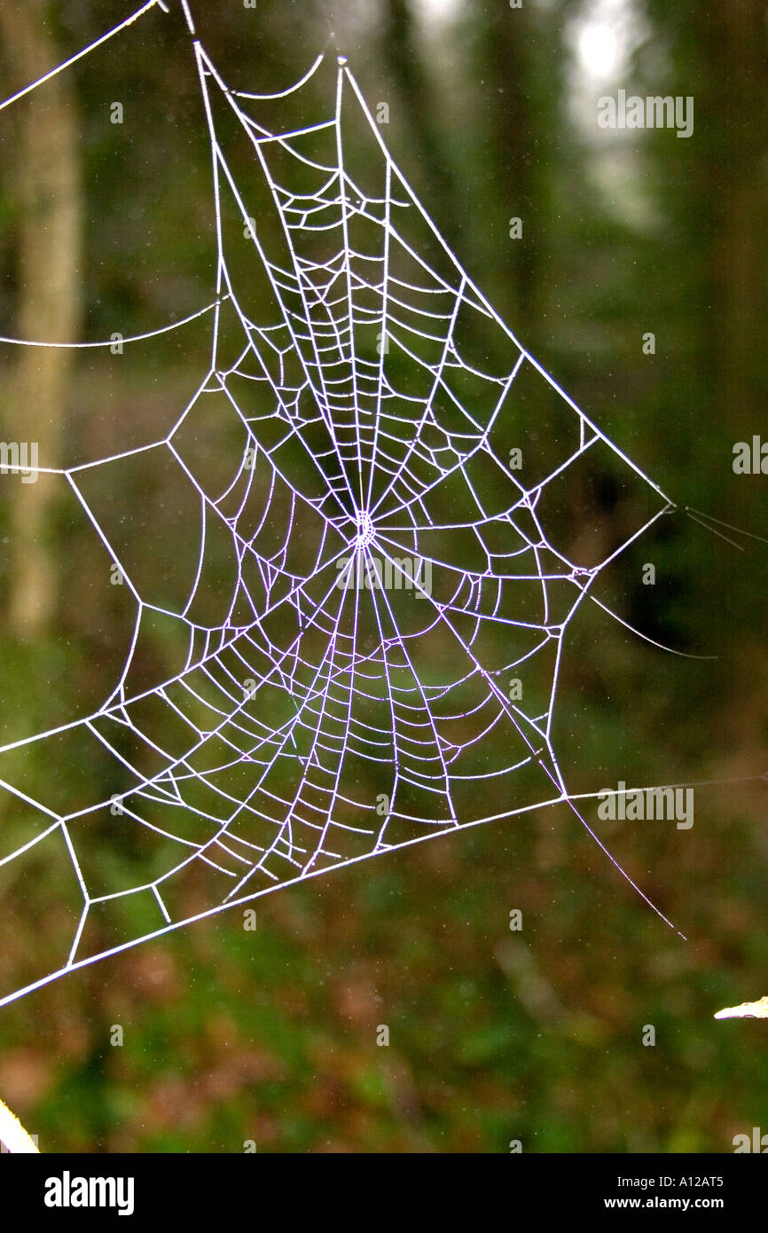 Long spider web hi-res stock photography and images - Alamy