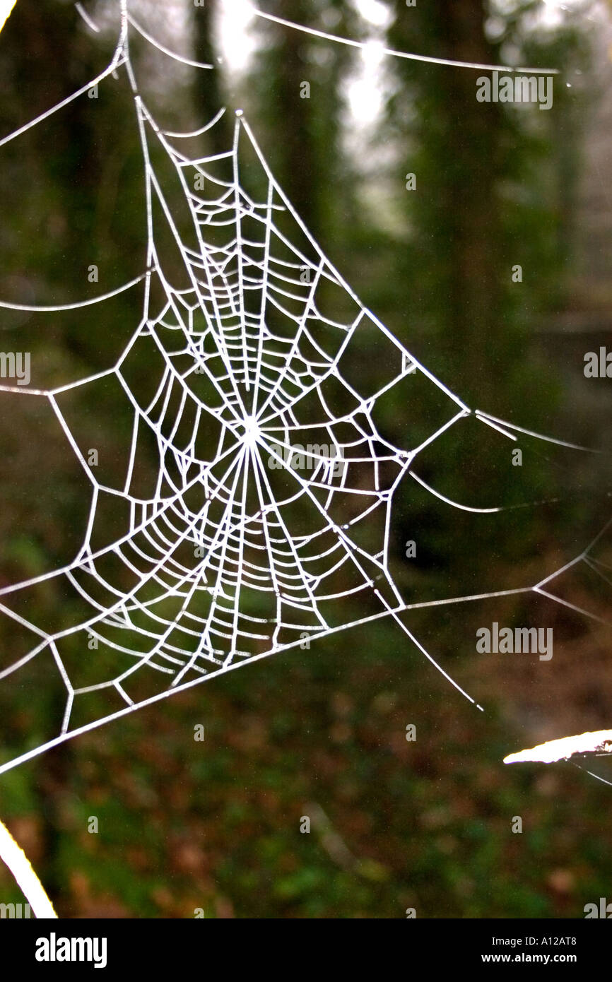 Long thin Spider web Stock Photo - Alamy
